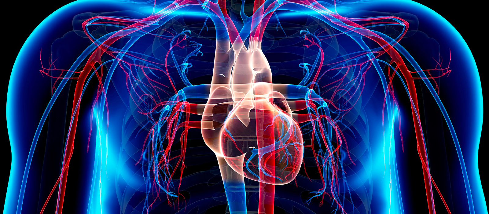 Les artères et les veines - FFC