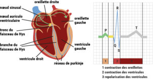 L'activité électrique du cœur - FFC