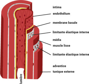 Les artères et les veines - FFC